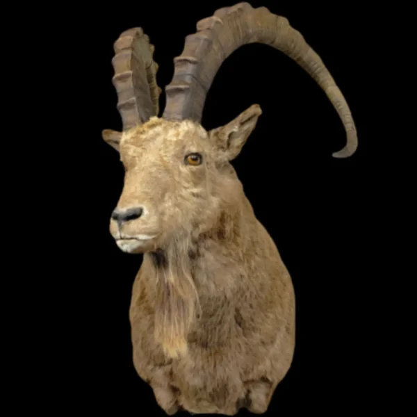 Capra Siberica buy in Dubai - price of a Capra Siberica